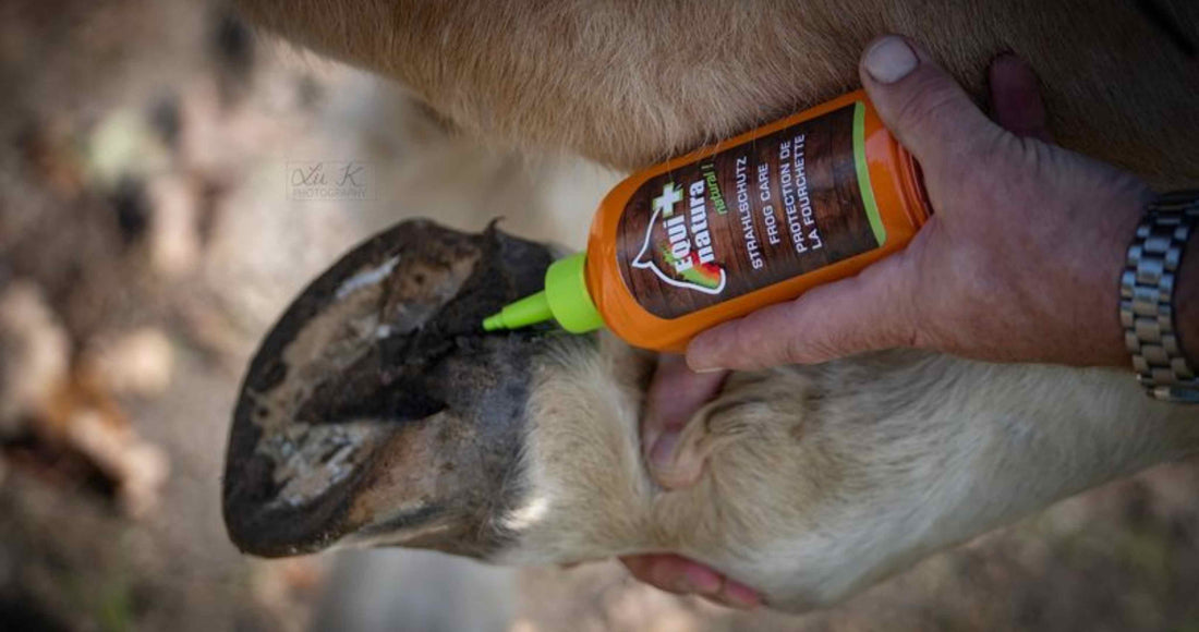 Hoof Care 101: How to Wrap Your Horse’s Hoof – Breeches.com