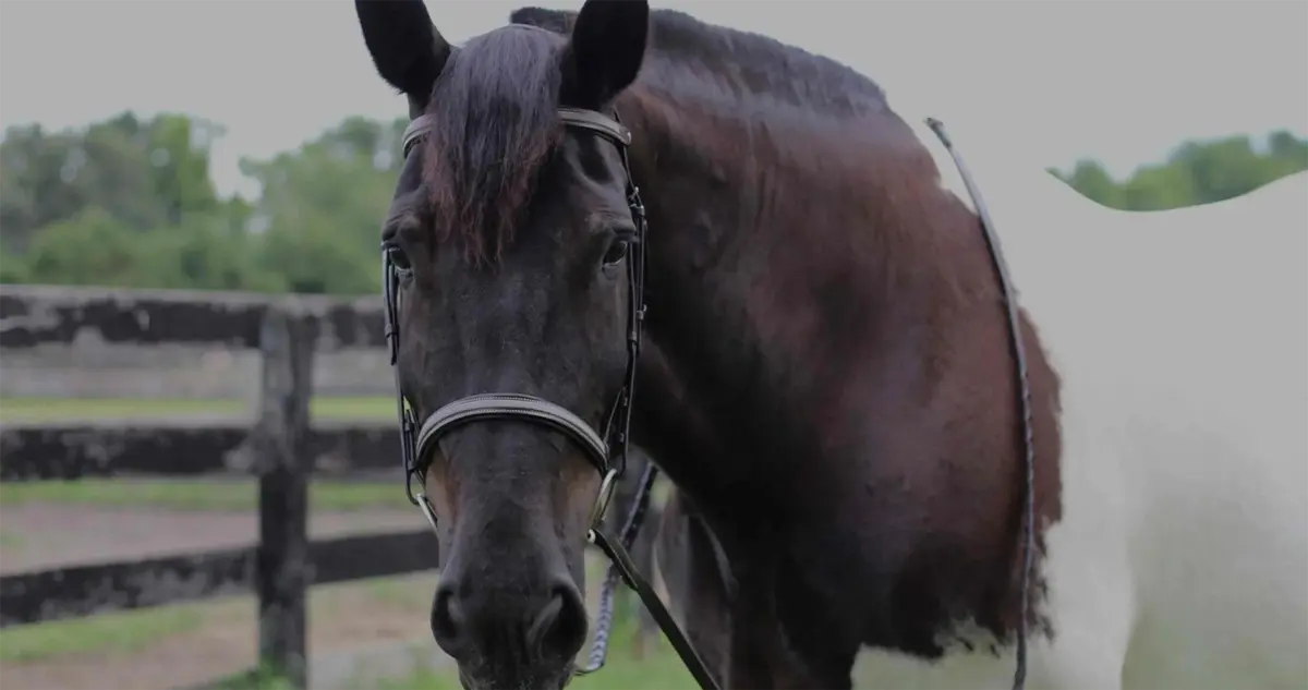 Horse Tack Explained: The Bridle – Breeches.com